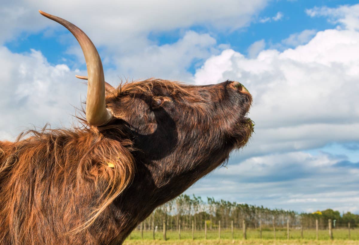 Highland Cow - PetHelpful