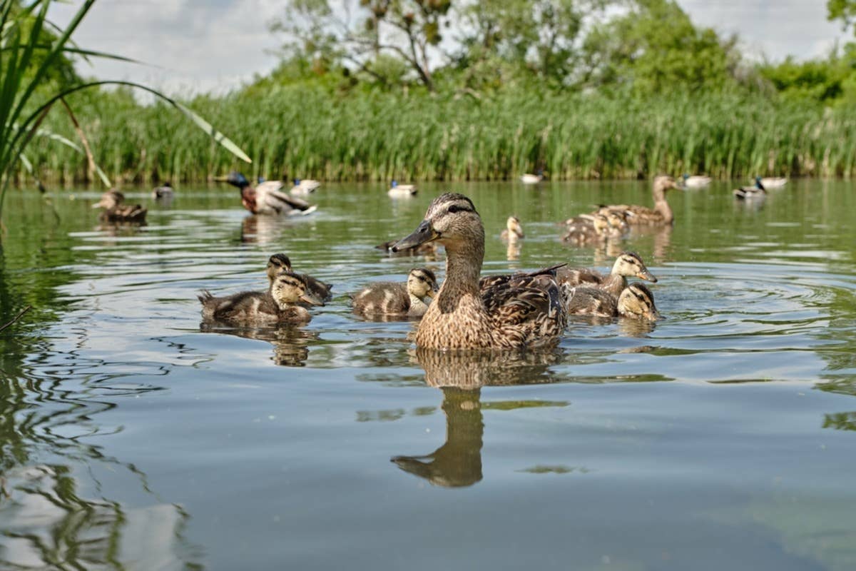 Ducklings - PetHelpful