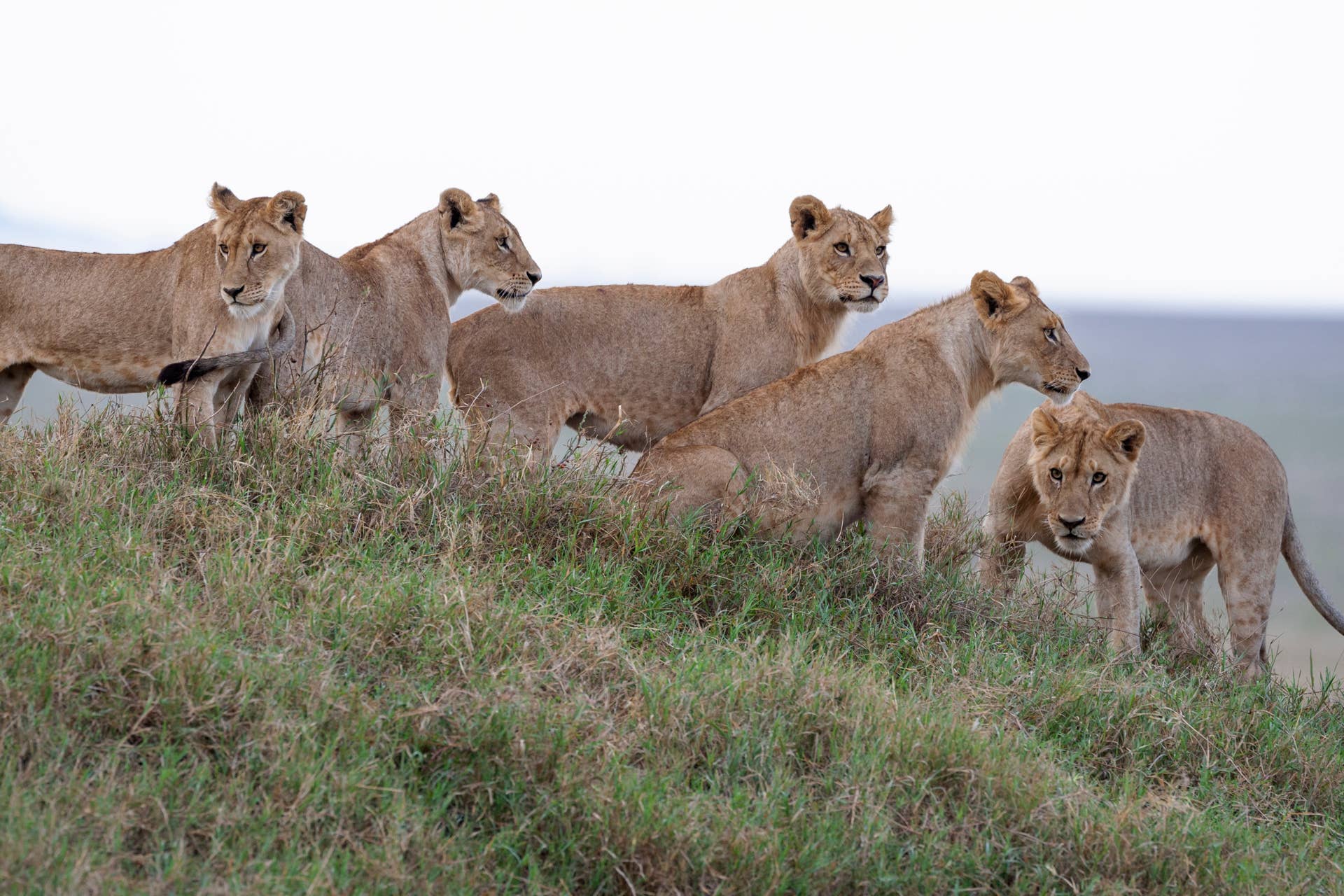 A Lioness Gathers Her Girls to Listen to a Man's Serenade - PetHelpful
