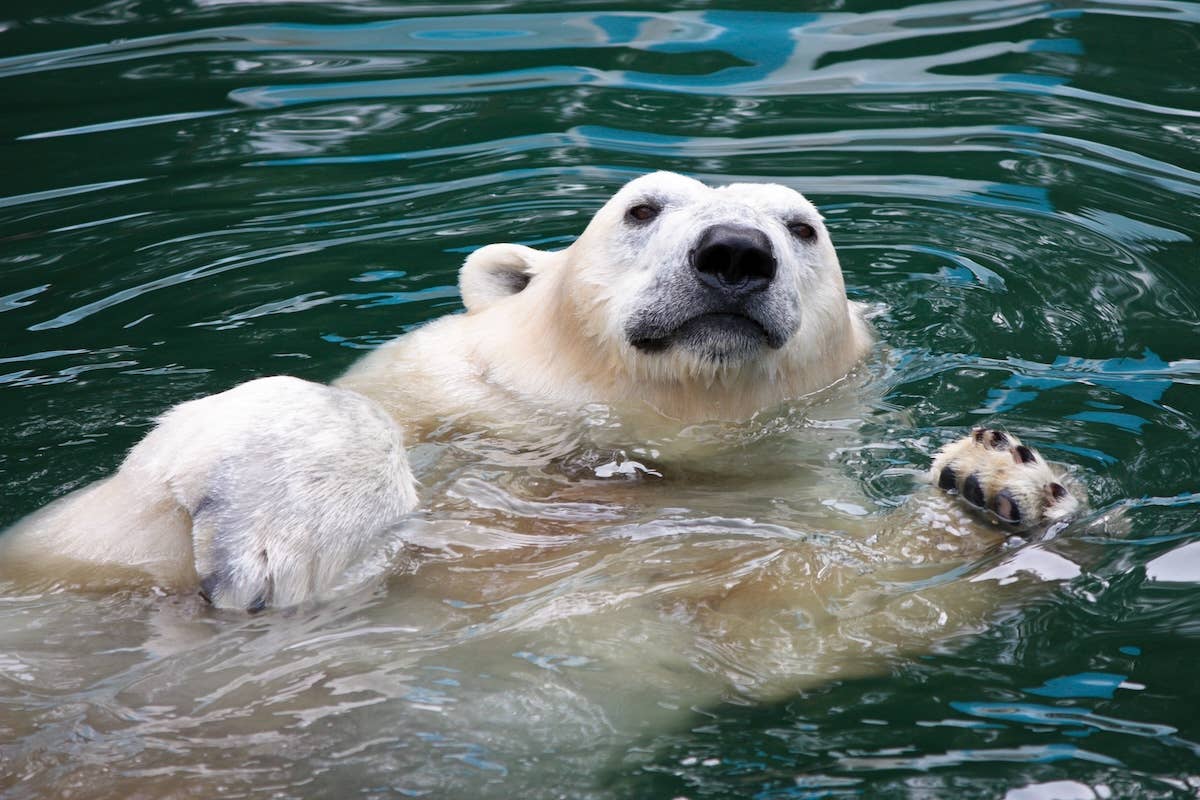 Polar Bear’s Dramatic Pickle Dive Has the Internet Smiling - PetHelpful
