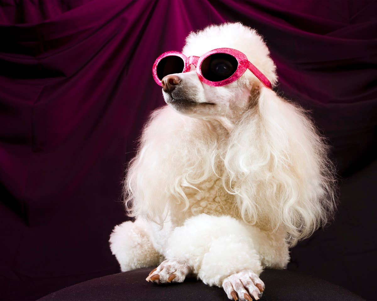 200+ Fancy and Stylish Dog Names for Classy Pups - PetHelpful