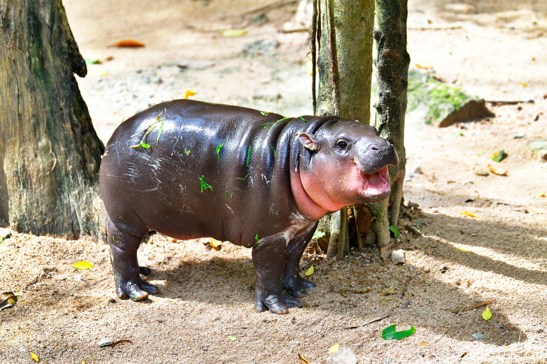 Orphaned Baby Hippo Forms Heartwarming Bond With Wildlife Keepers After ...