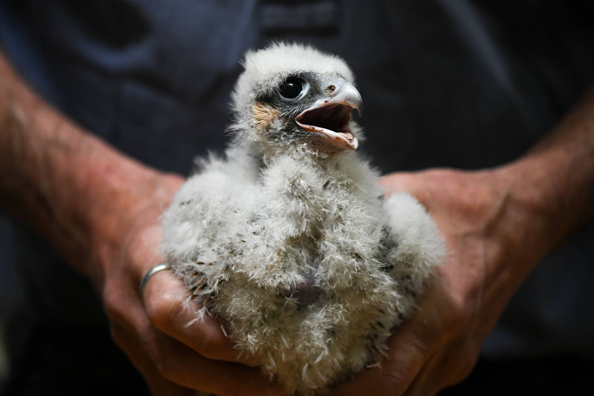 Peregrine Falcon Parents Dive Bomb Researchers Handling Chicks at This ...