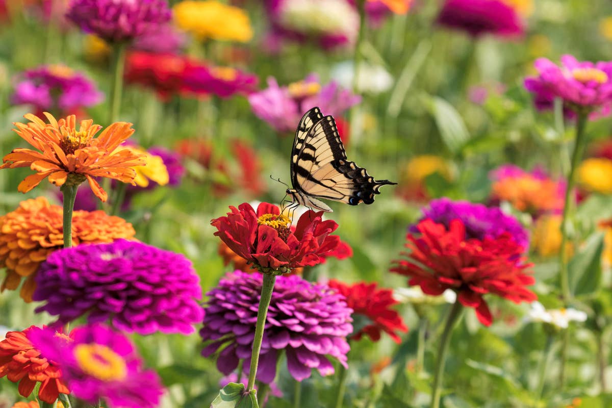 Seeing Butterflies Repeatedly? Here’s What It Might Mean - PetHelpful