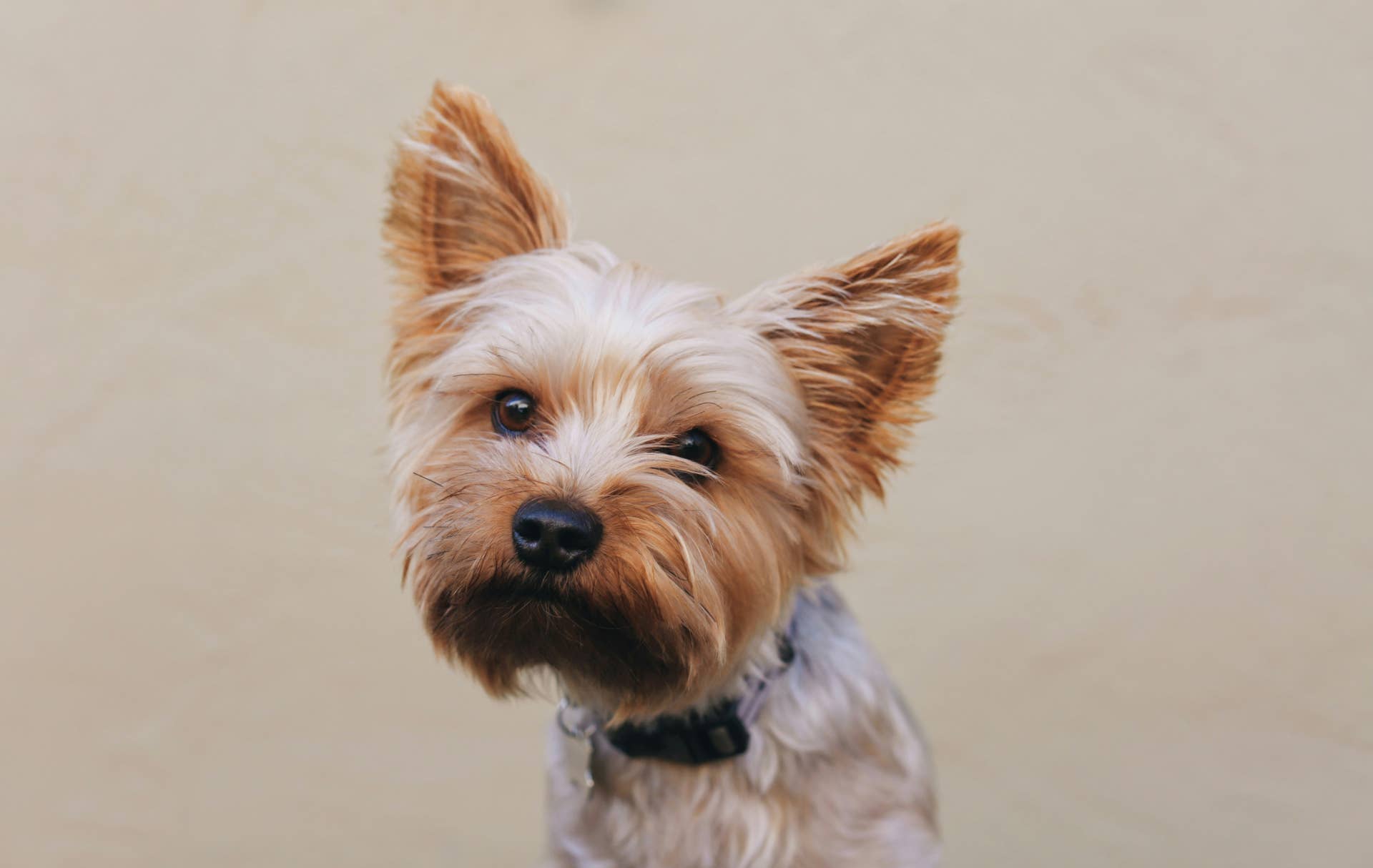 Senior Yorkie Mix Surrendered by Family and He's Heartbroken - PetHelpful