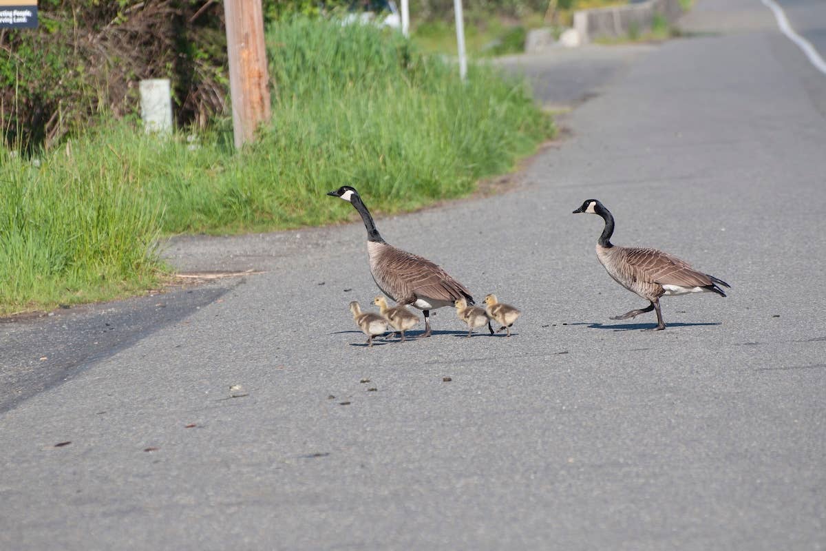 Police Officer Stops Traffic So Family of Geese Can Cross Street Safely ...