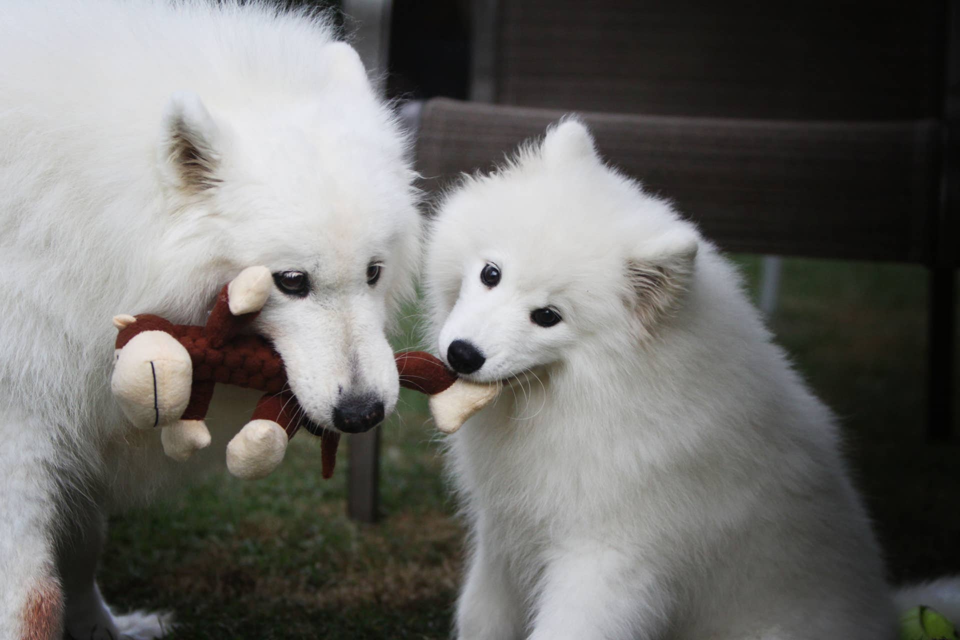 Patient Samoyed Refuses To Give Up Until His Puppy Sister Finally ...