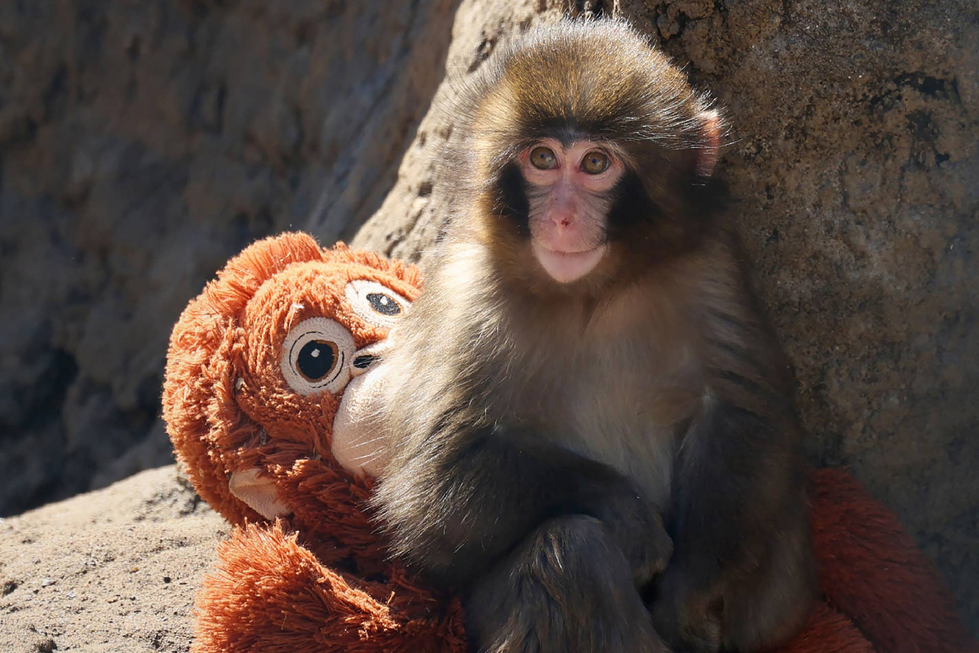 Americans Arrested in Japan After Visiting Punch the Baby Monkey ...