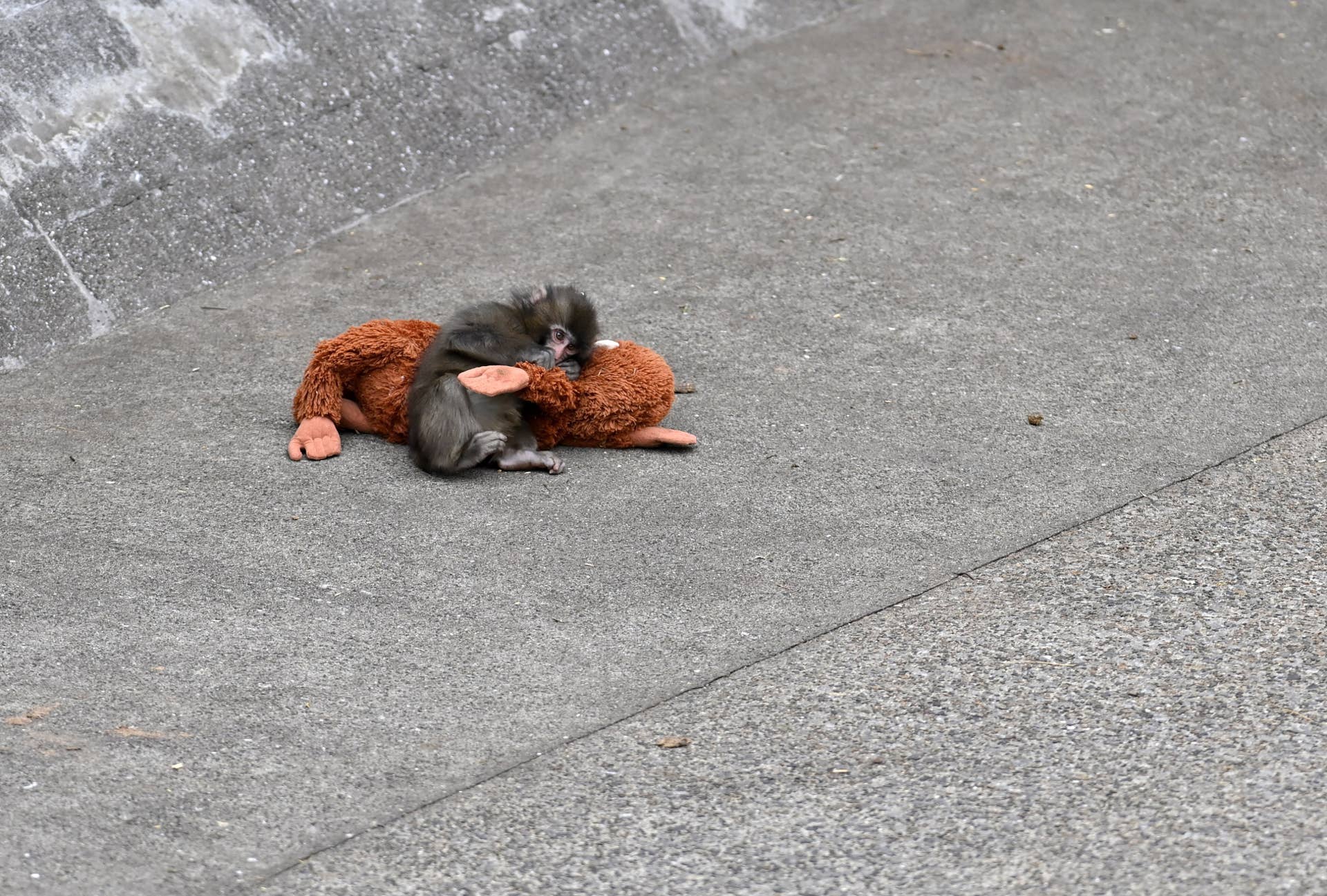 Americans Arrested in Japan After Visiting Punch the Baby Monkey ...