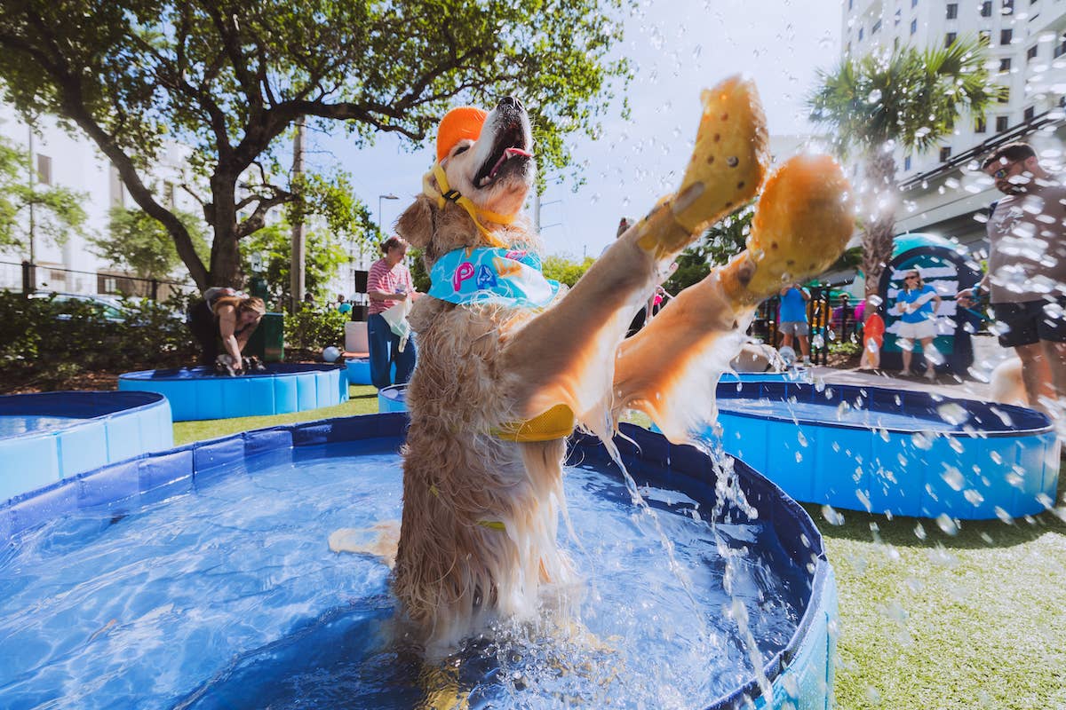 Hundreds of Dogs Splash Around at Record-Breaking Pool Party in Miami ...