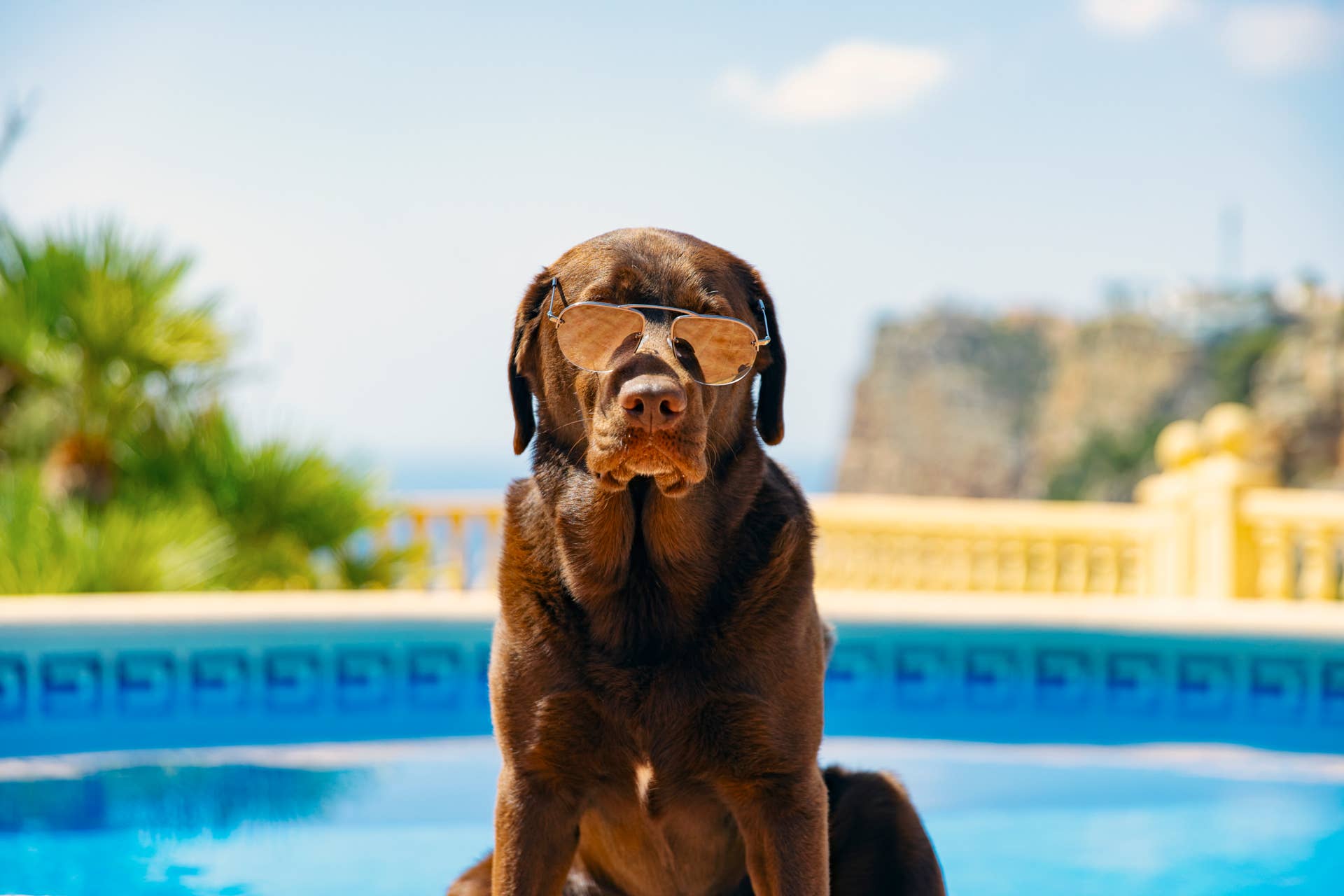 Hundreds of Dogs Splash Around at Record-Breaking Pool Party in Miami ...