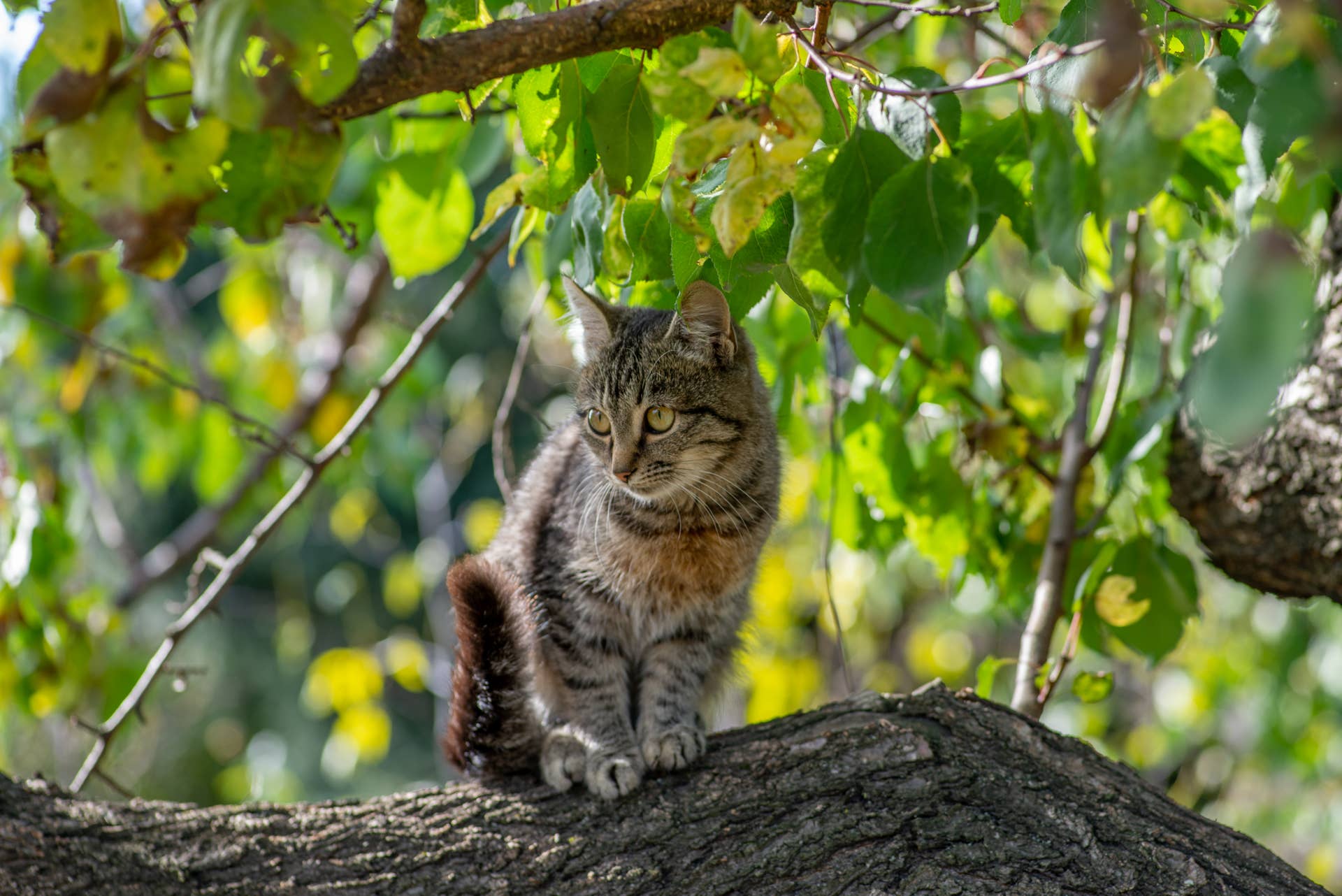 Stray Mama Cat Raises Her Kittens in a Tree Until Rescuers Change Their ...