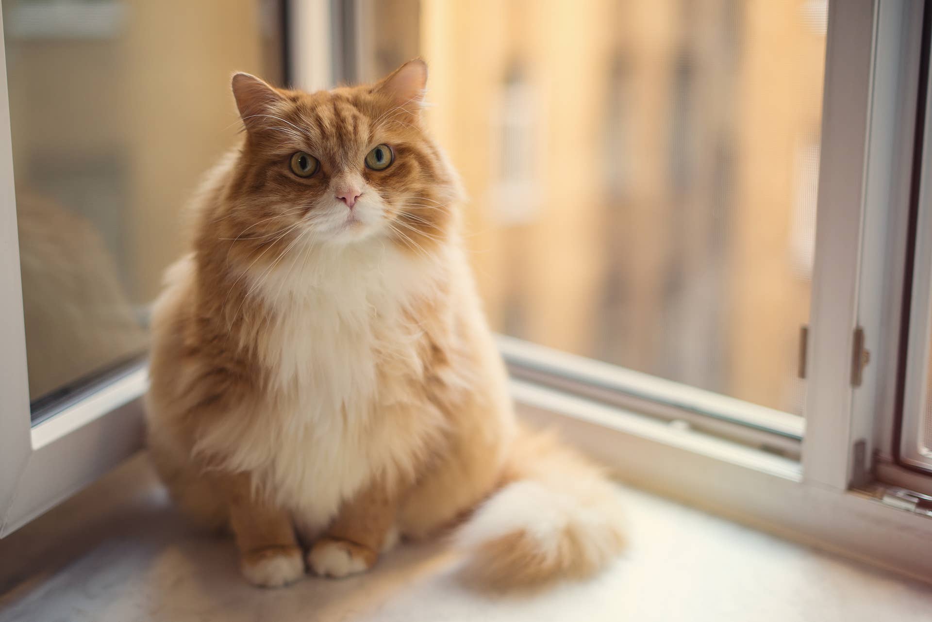 This ‘Fat Cat’ Is Forced to Run Daily Sprints With Her Human Brothers ...