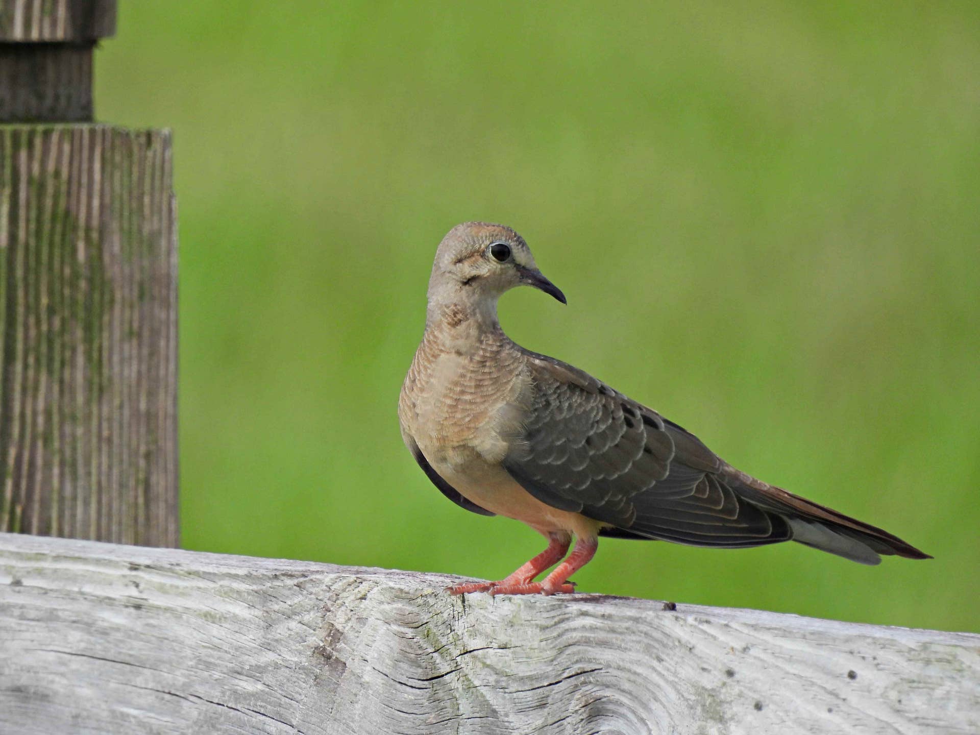 Baby Mourning Dove Steals Hearts After Crashing College Graduation ...