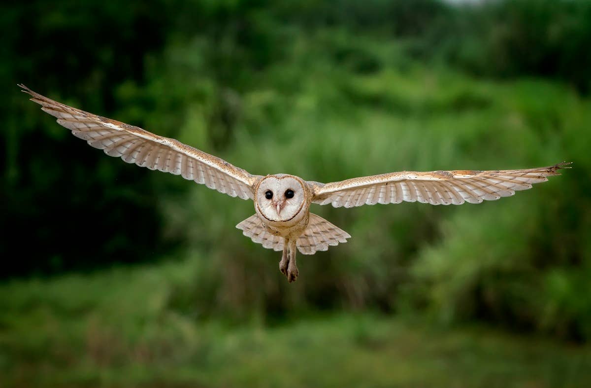 What Does It Mean When an Owl Visits Your Home During the Day? - PetHelpful