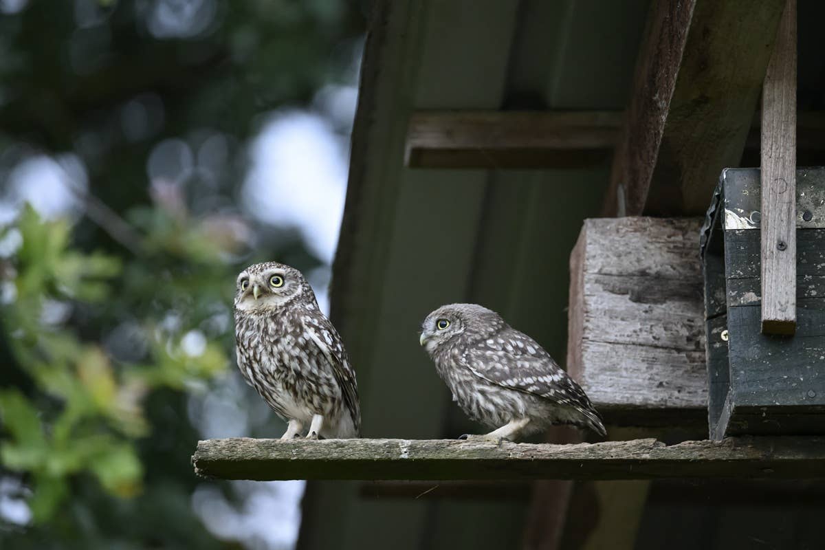 What Does It Mean When an Owl Visits Your Home During the Day? - PetHelpful