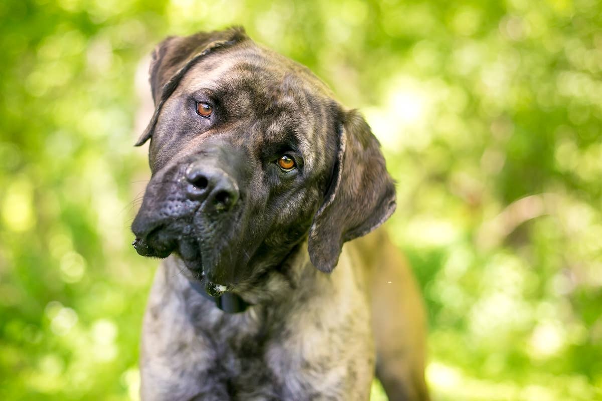 Dallas Firefighters Pull 195-Lb Mastiff From Deep Hole in Dramatic ...