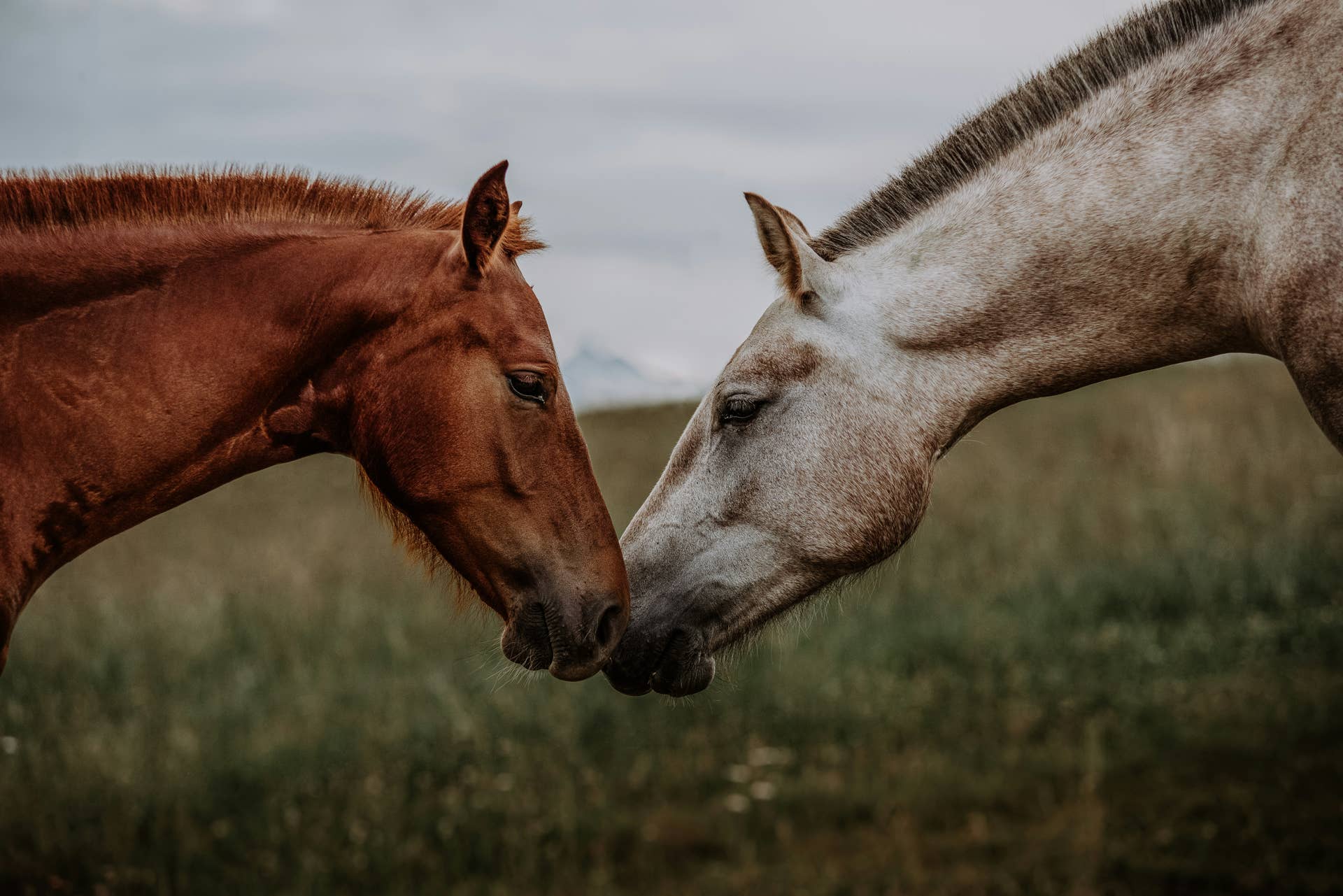 2 Horses Saved From Slaughter Share Emotional Reunion at Rescue Farm ...