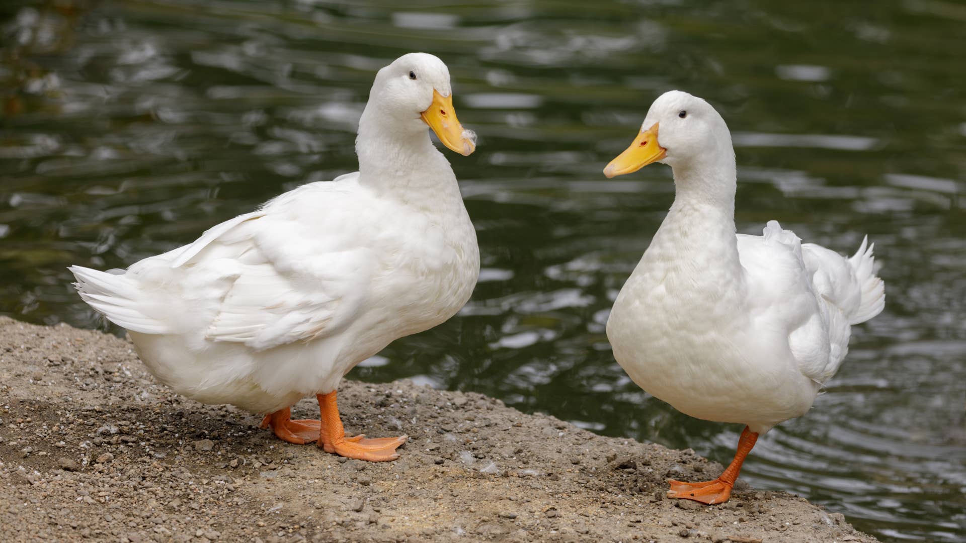Ducks in Woman’s Backyard Are Raising a Baby That Definitely Isn’t a ...
