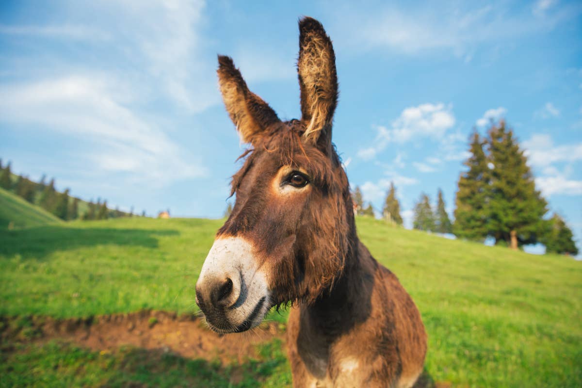 Donkey ‘Dances’ to Live Music in Adorable Viral Video - PetHelpful