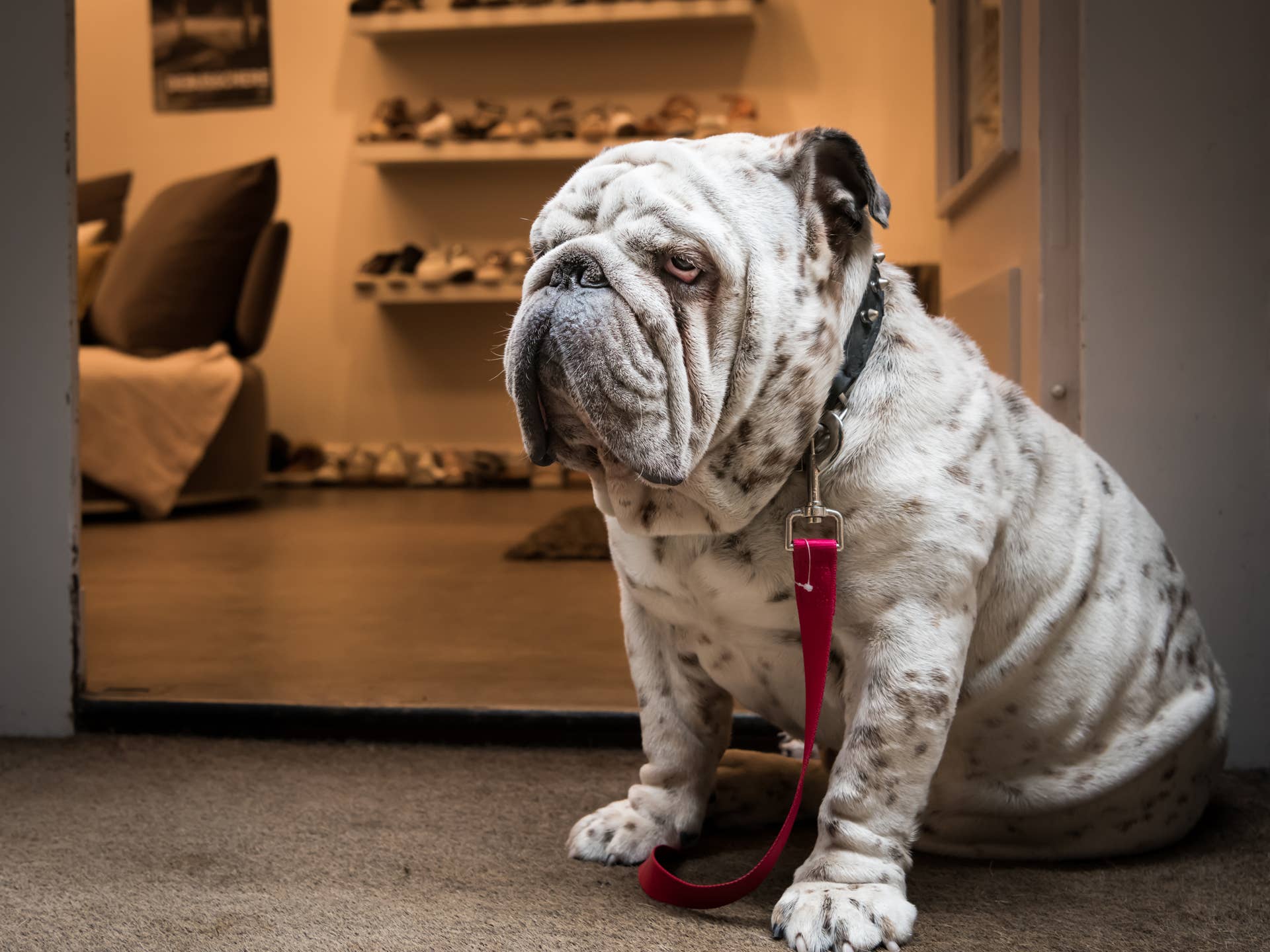 English Bulldog Playing in Baby’s Nursery Reminds Mom He’s Still Her ...