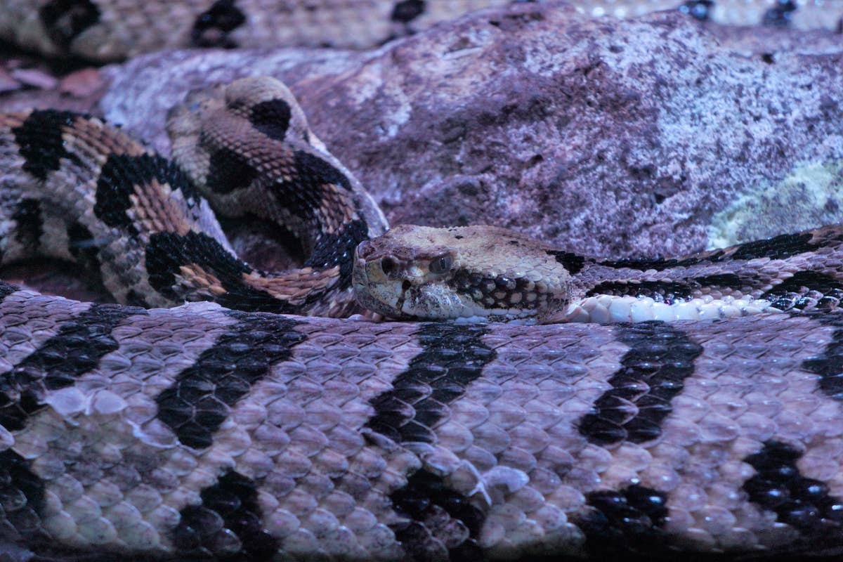 6 Rattlesnake Hotspots in New Jersey (Including 1 Surprising Location ...