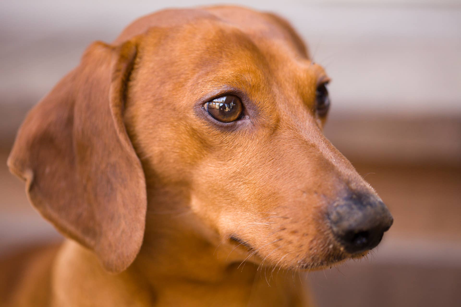 Dachshunds: Cute Clips, Photos & Fun Moments - PetHelpful
