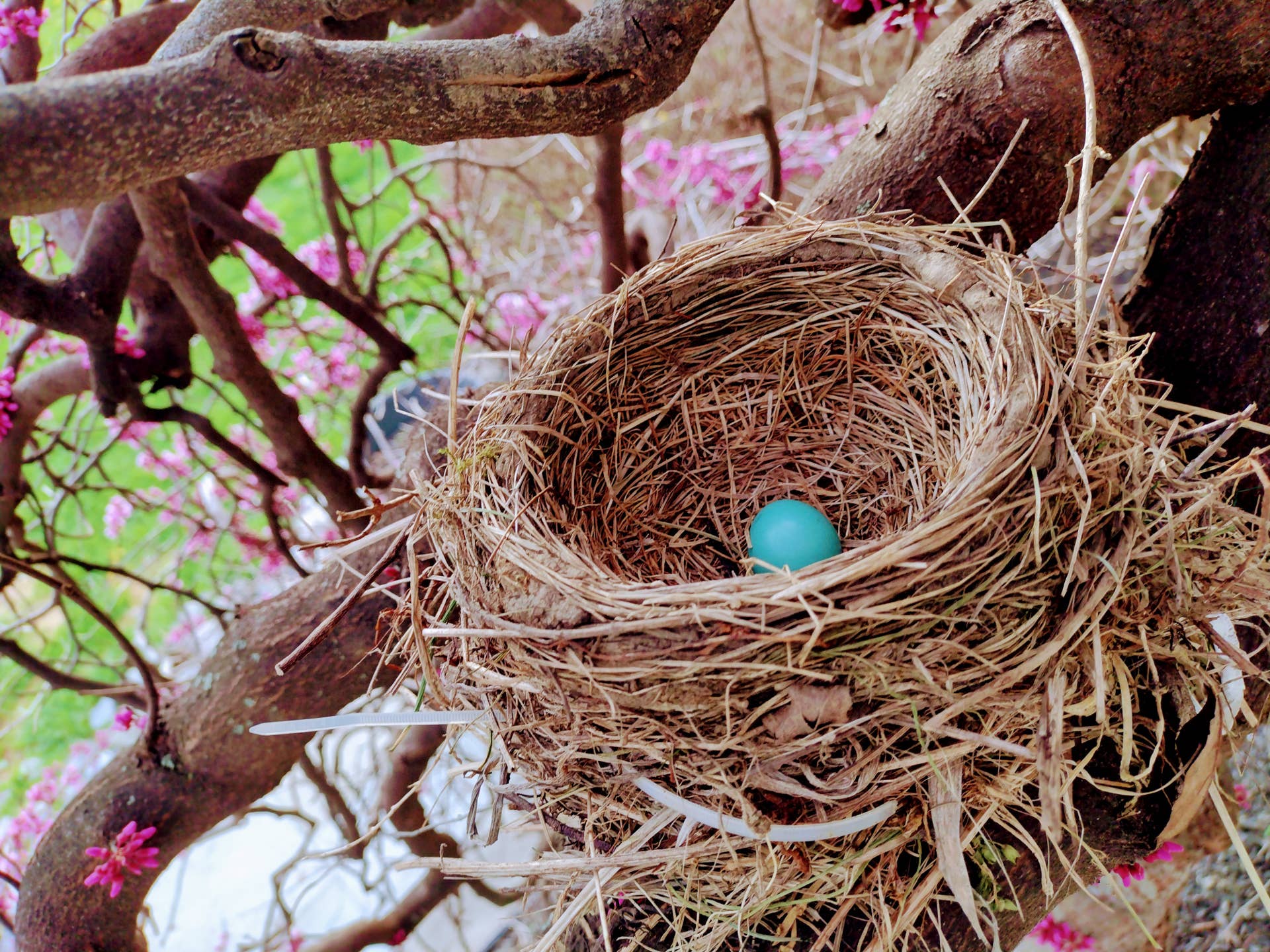 Watching This Little Bird Build a Nest Inside a Bird House Is Weirdly ...