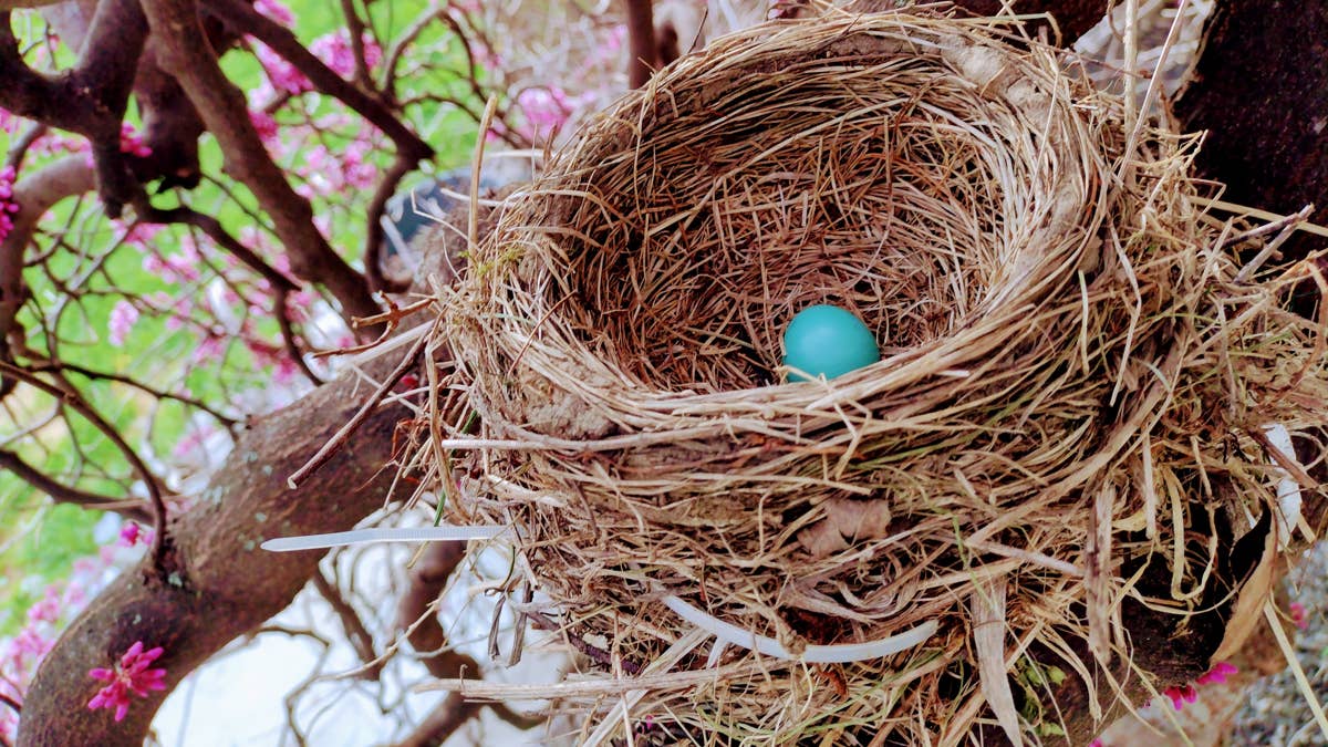 Watching This Little Bird Build a Nest Inside a Bird House Is Weirdly ...