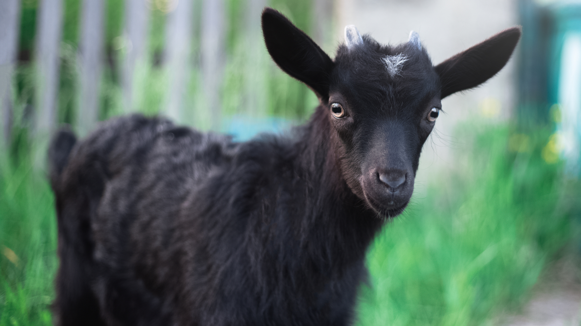 Baby Goat Comes Running Full Speed As Soon As Mama Brings His Bottle ...