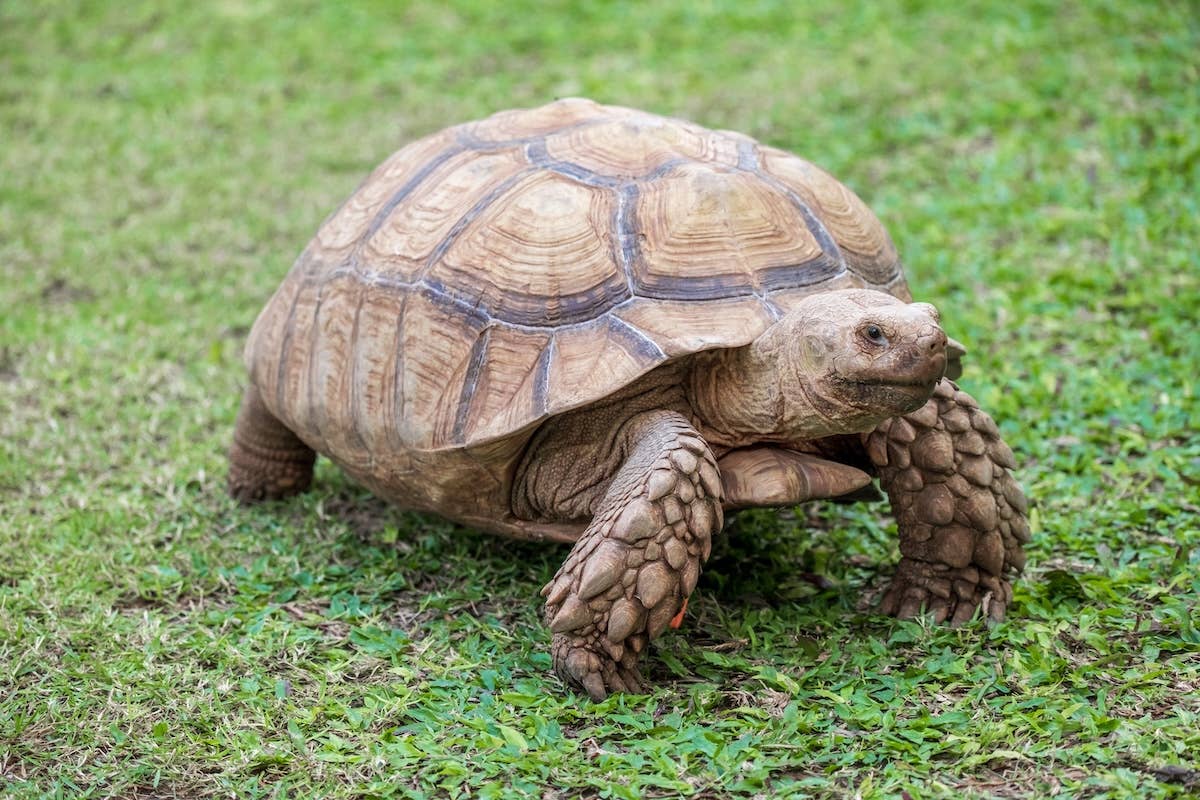 Precious Dog Sprints To Say Good Morning to His Tortoise Bestie in the ...