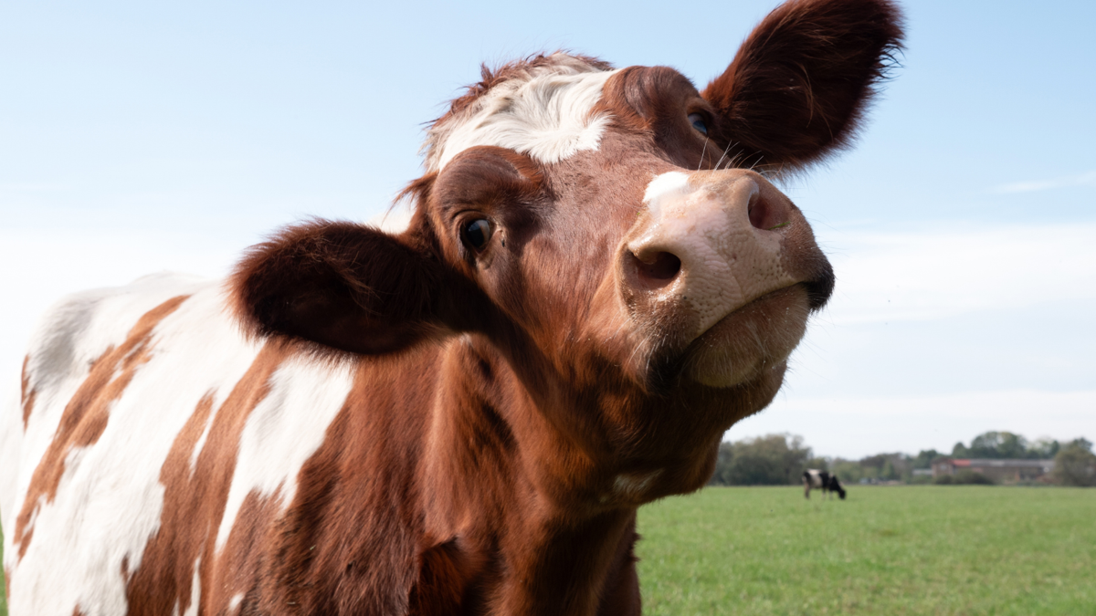 This Cow Sprints Across the Field the Moment She Sees Her Favorite ...