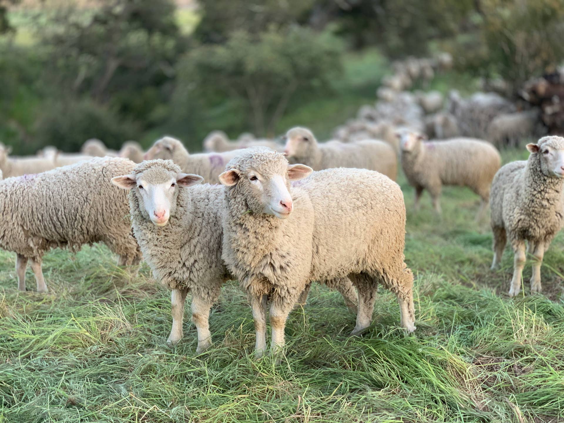See This Sheep's Amazing Summer Haircut Transformation - PetHelpful