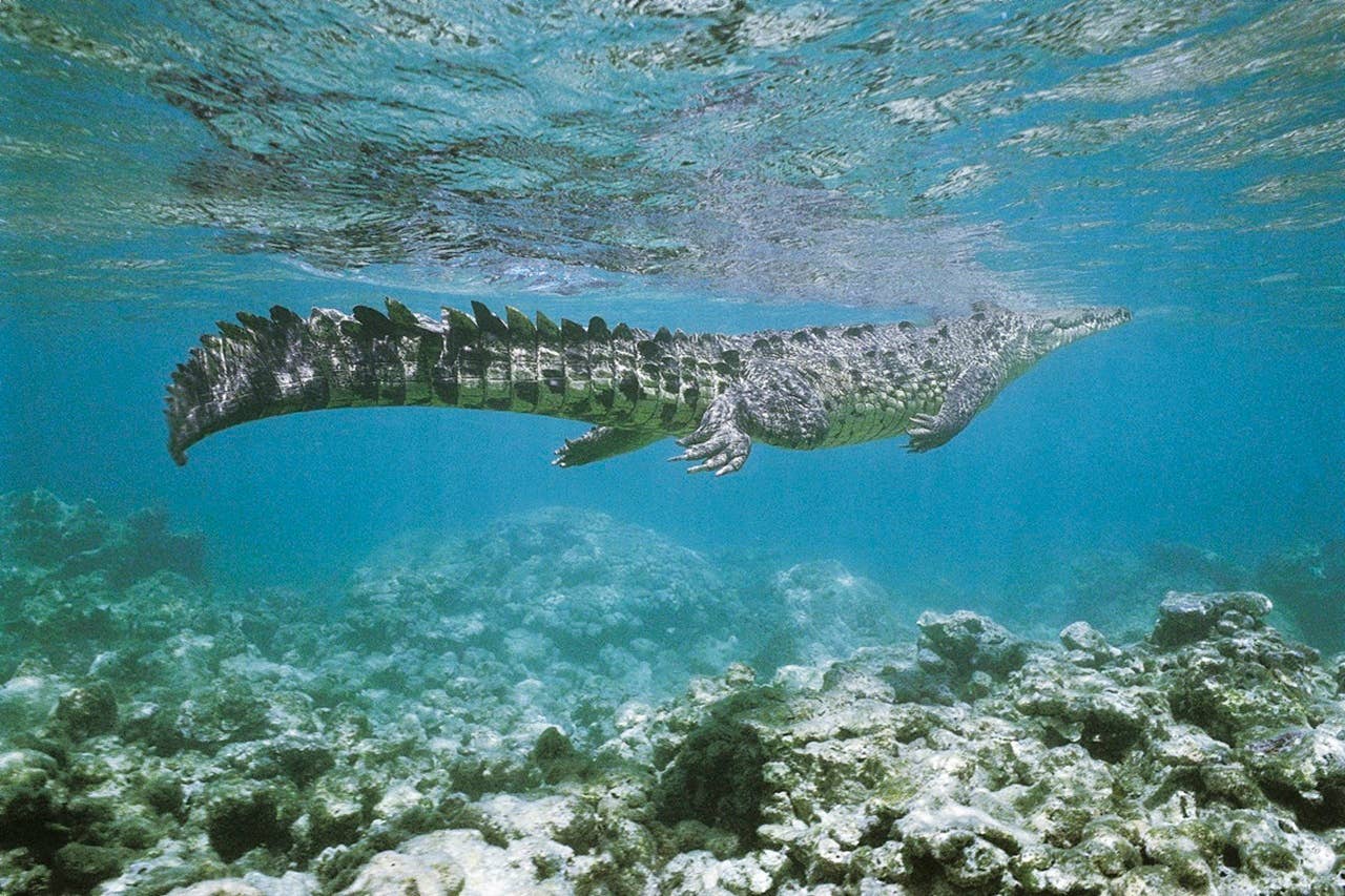 5 Popular Surf Spots Known for Crocodile Sightings - PetHelpful