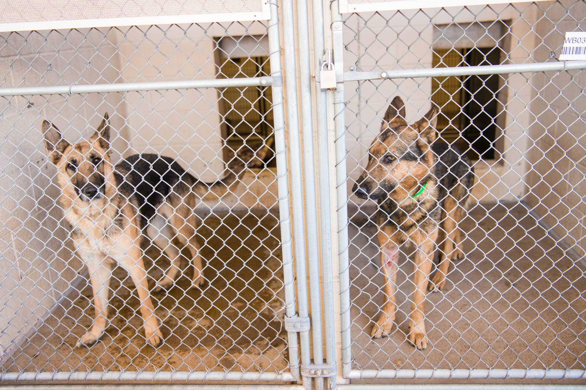 5 Dogs Rescued From a Hoarding House Couldn’t Be More Grateful To Be ...