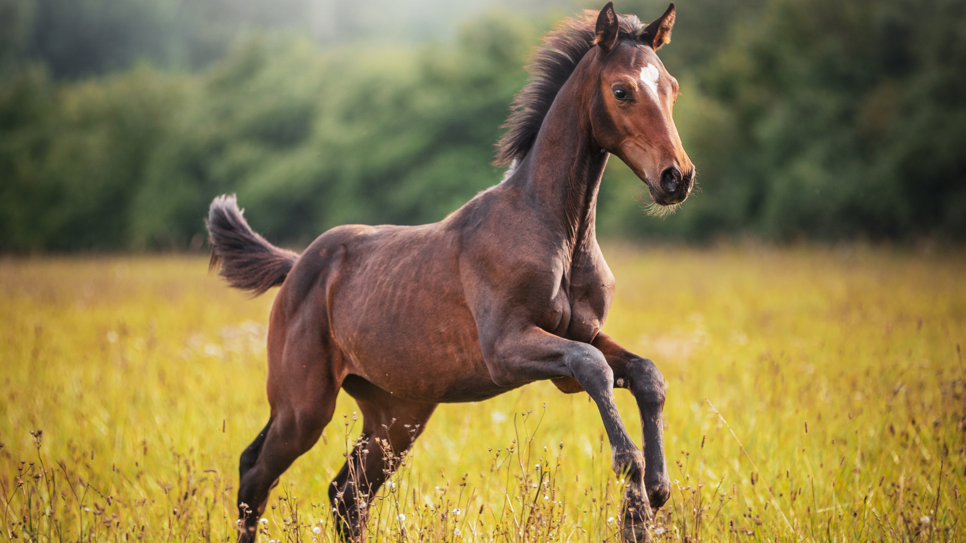This Foal Will Not Be Ignored When It’s Playtime - PetHelpful
