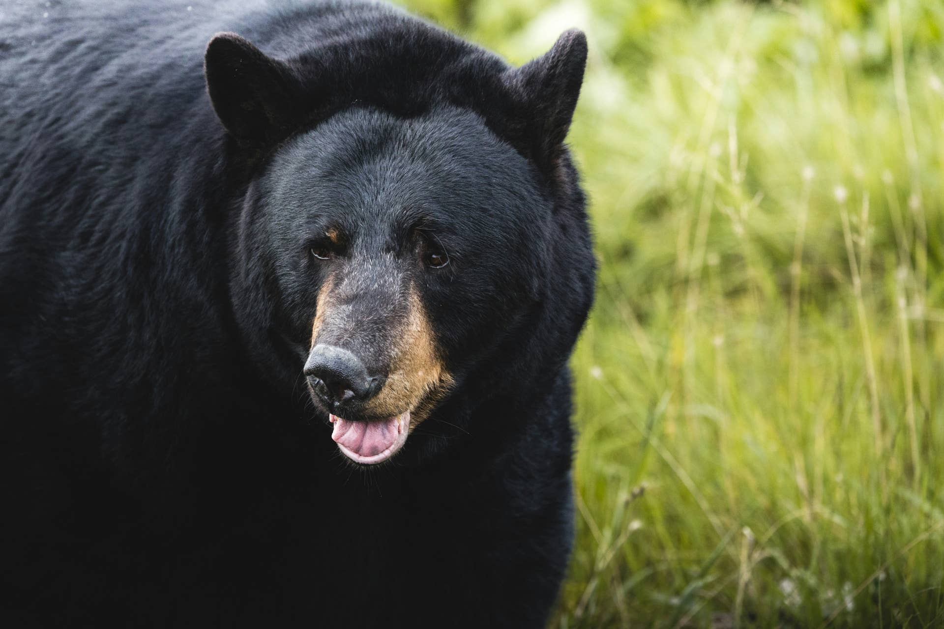 Connecticut Bear Seen Taking Out the Trash Like He Lives There - PetHelpful