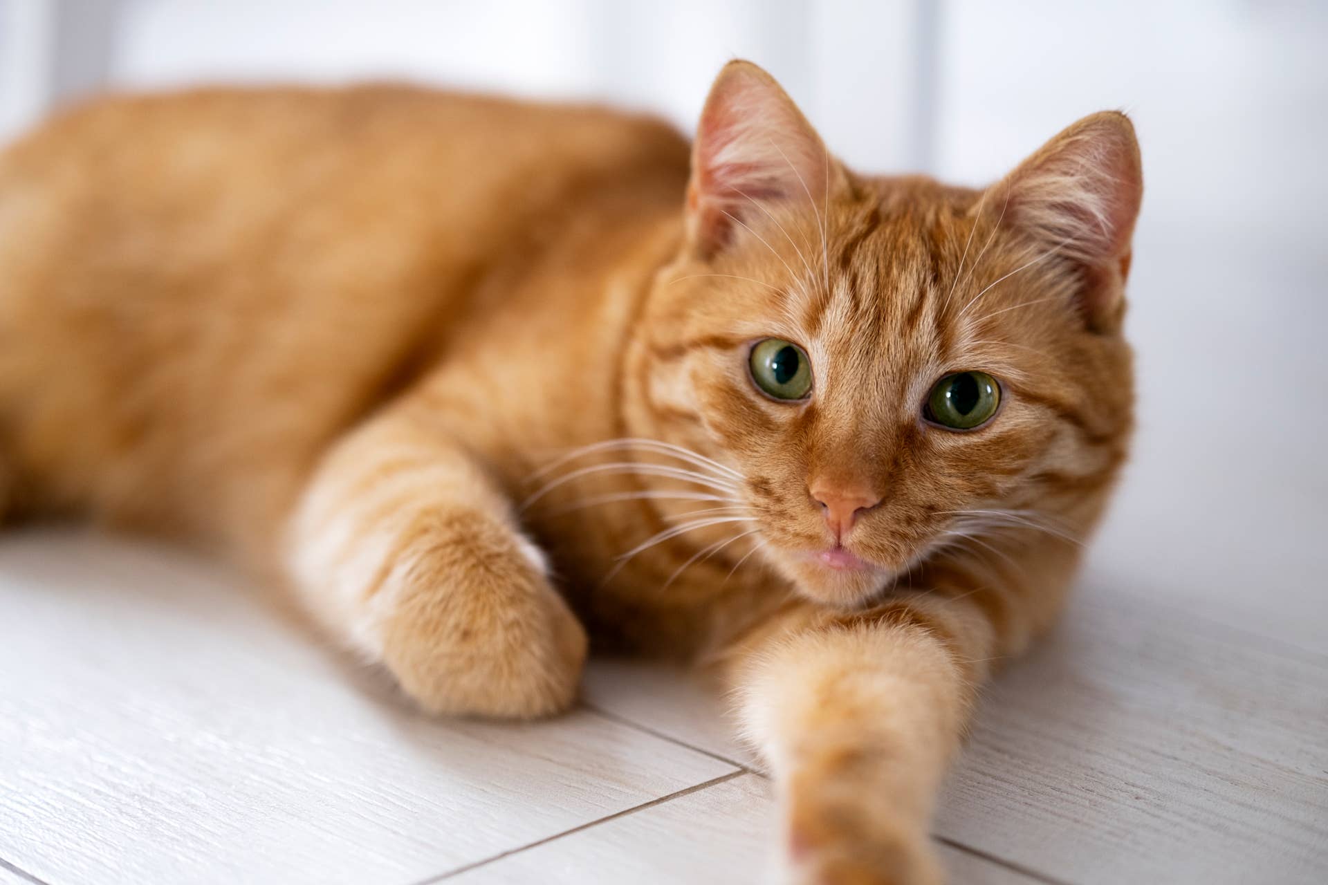 A Cat Is Completely Shocked the Moment a Crowd Starts Cheering for Him ...
