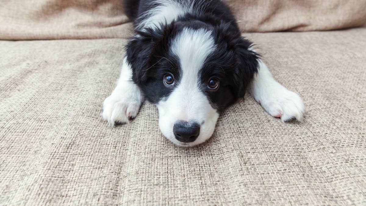 Blind and Deaf Puppy Looking for a Home Looks Like a Cartoon Character ...