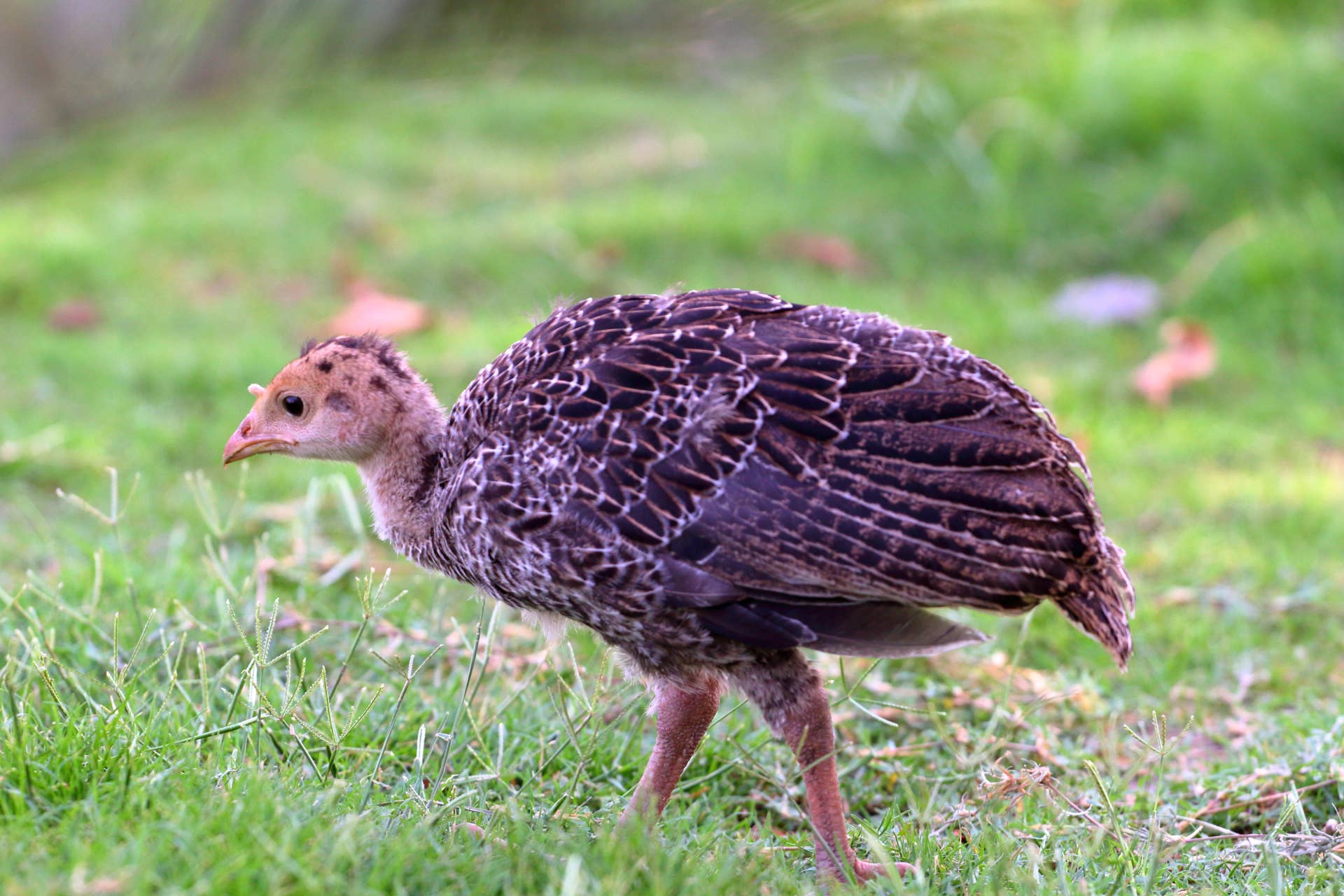 This Baby Turkey Was Raised by Ducks and Now Acts Just Like One ...