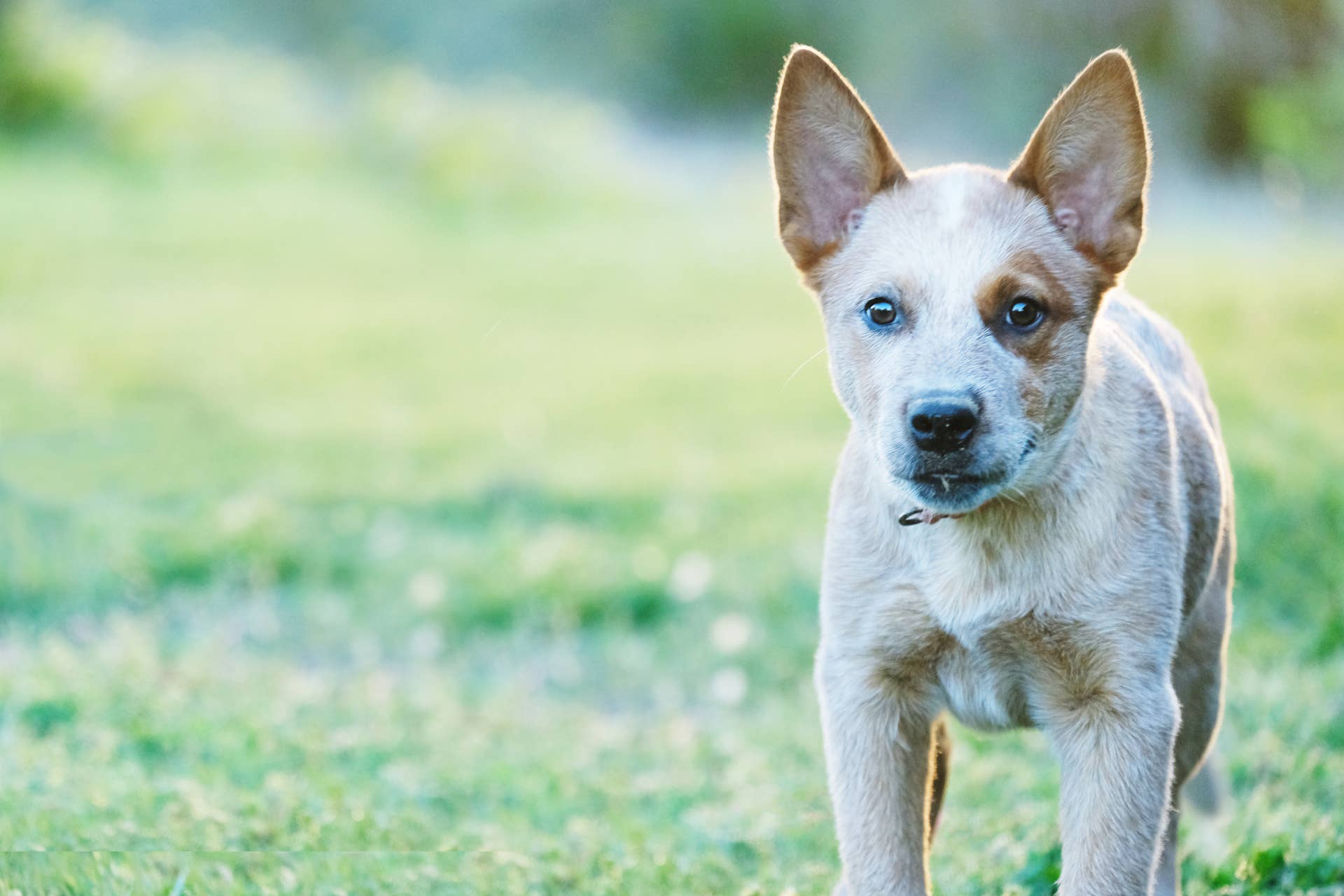 Pet News: Animal Stories, Viral Moments & Expert Updates - PetHelpful