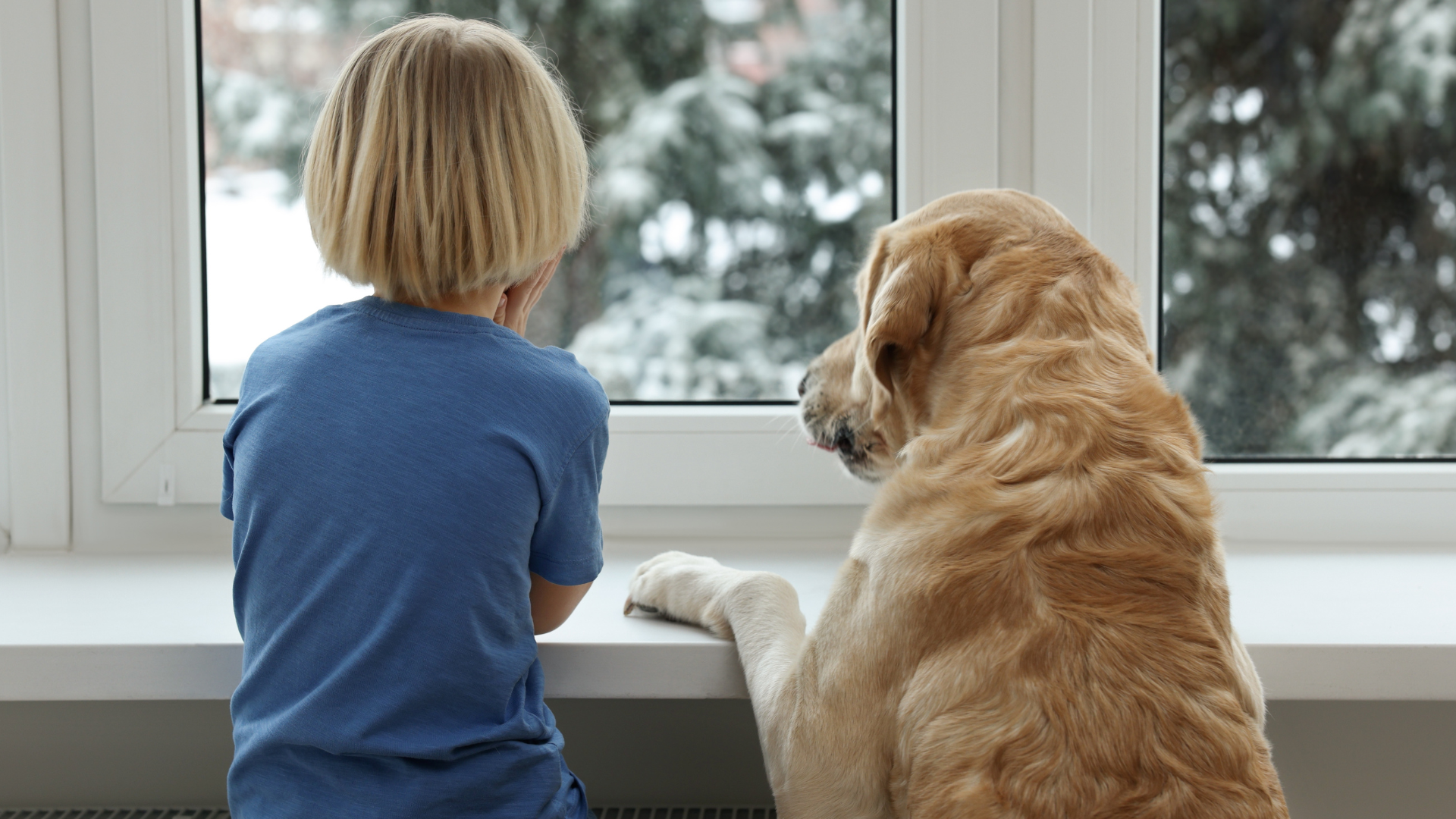 Golden Retriever - PetHelpful