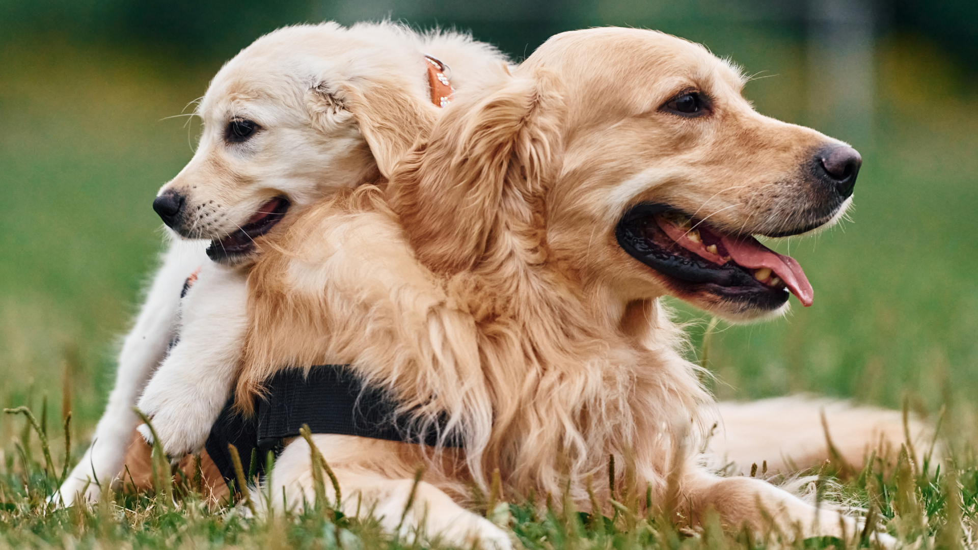 Golden Retriever Puppies Are in Charge of Walk Time—and Mom Just Goes ...