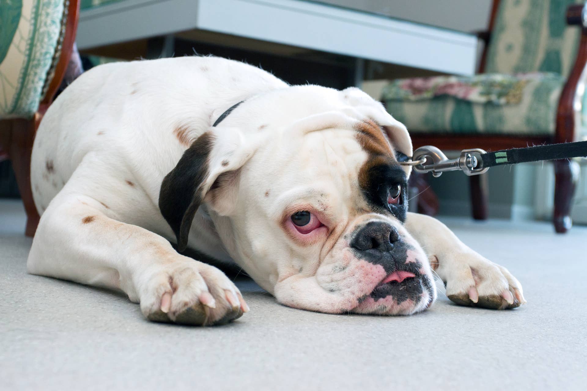 Dog Goes to Work with Dad and Gets 'Lost' in the Most Bulldog Way ...