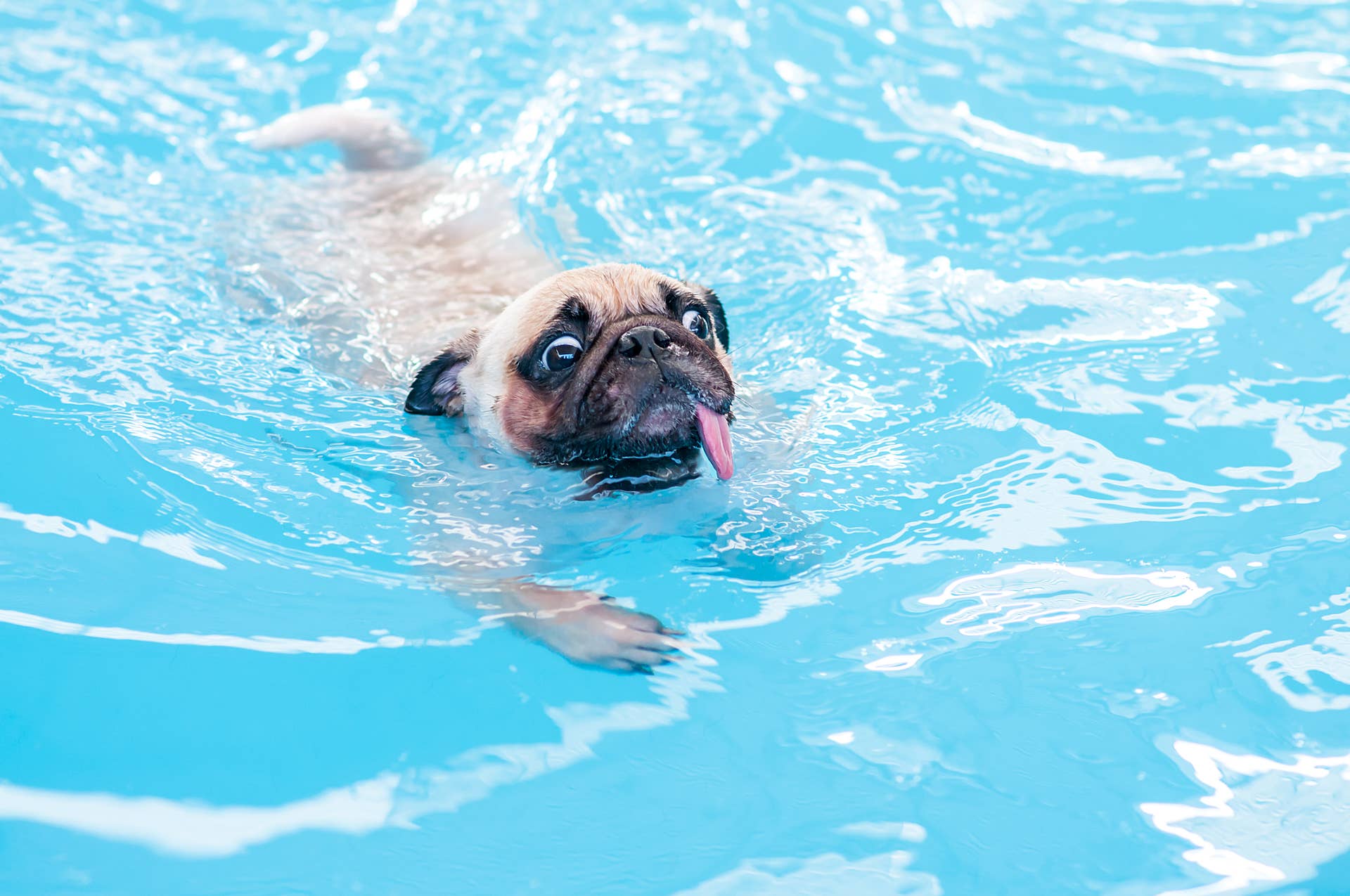 Mom Tries to Teach Her Pug to Swim, but He Refuses - PetHelpful