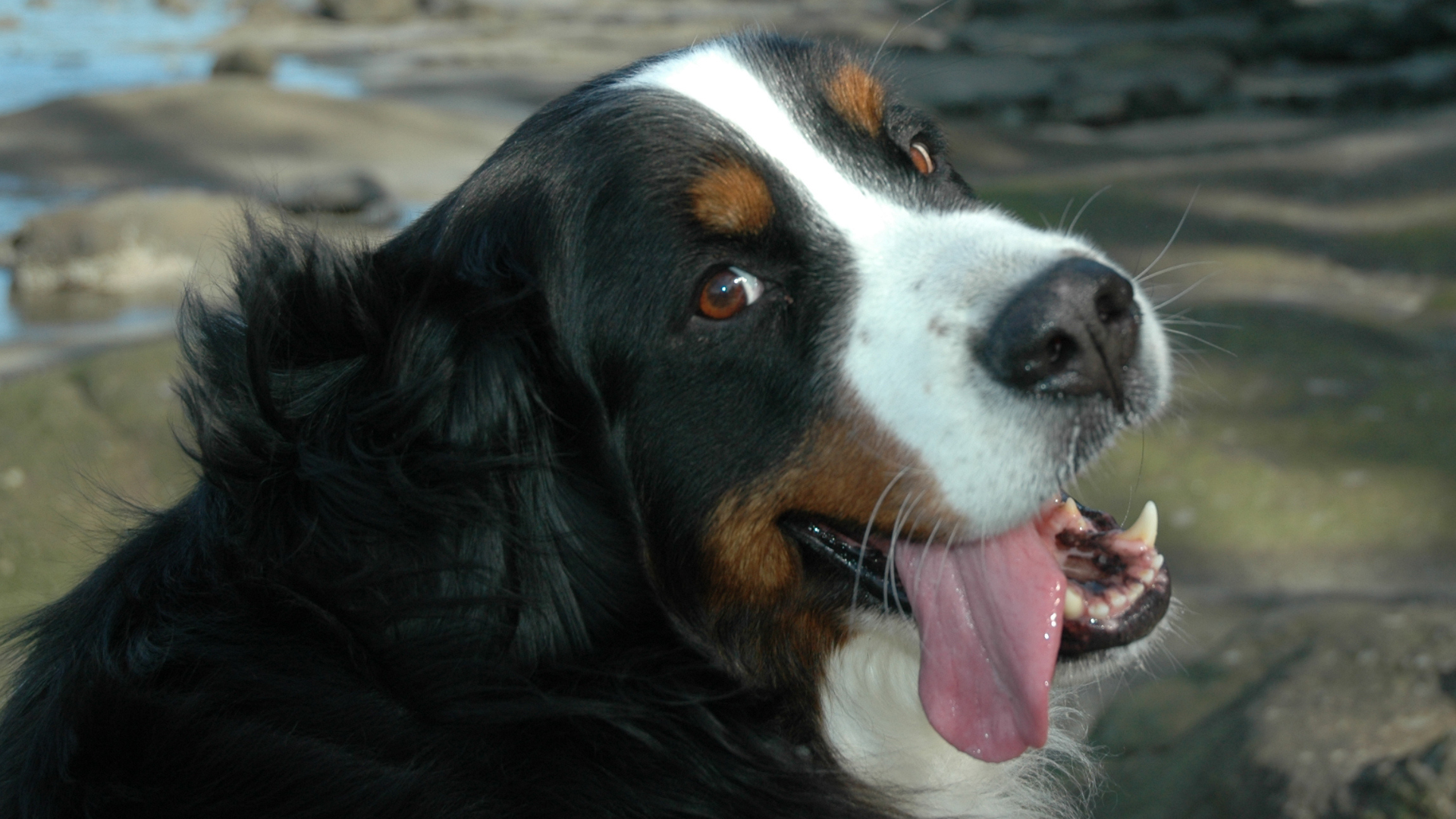 Adorable Bernese Mountain Dog Takes 'Playing Dead' to New Level ...