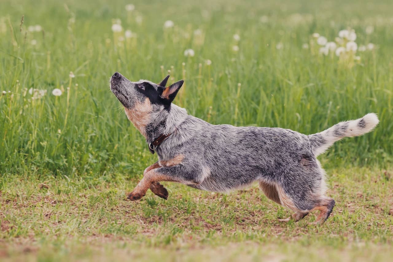 Cattle Dog Treats Giant Bull Like a Puppy in Viral Video - PetHelpful
