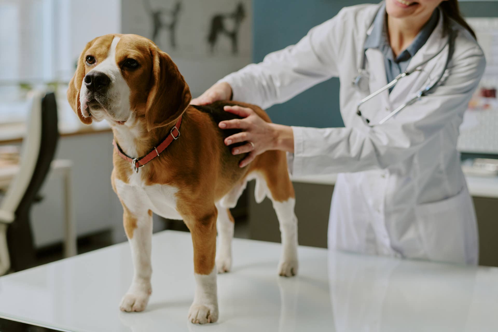Millions of Pet Parents Are Turning to AI When Their Dogs and Cats Get ...