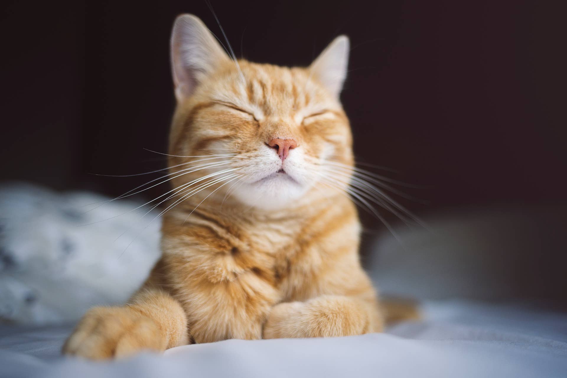 This Orange Cat Joined His Mom's Beauty Routine One Week After Being ...