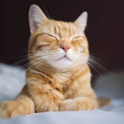 Petco Store Closures Leave Pet Parents Stunned Nationwide - PetHelpful